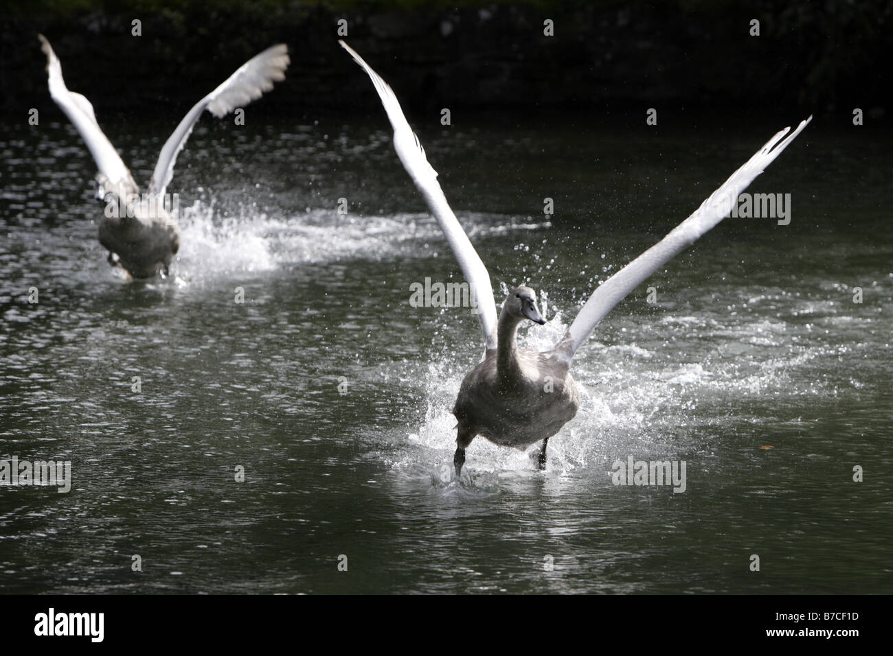 White Beak Rush High Resolution Stock Photography and Images - Alamy