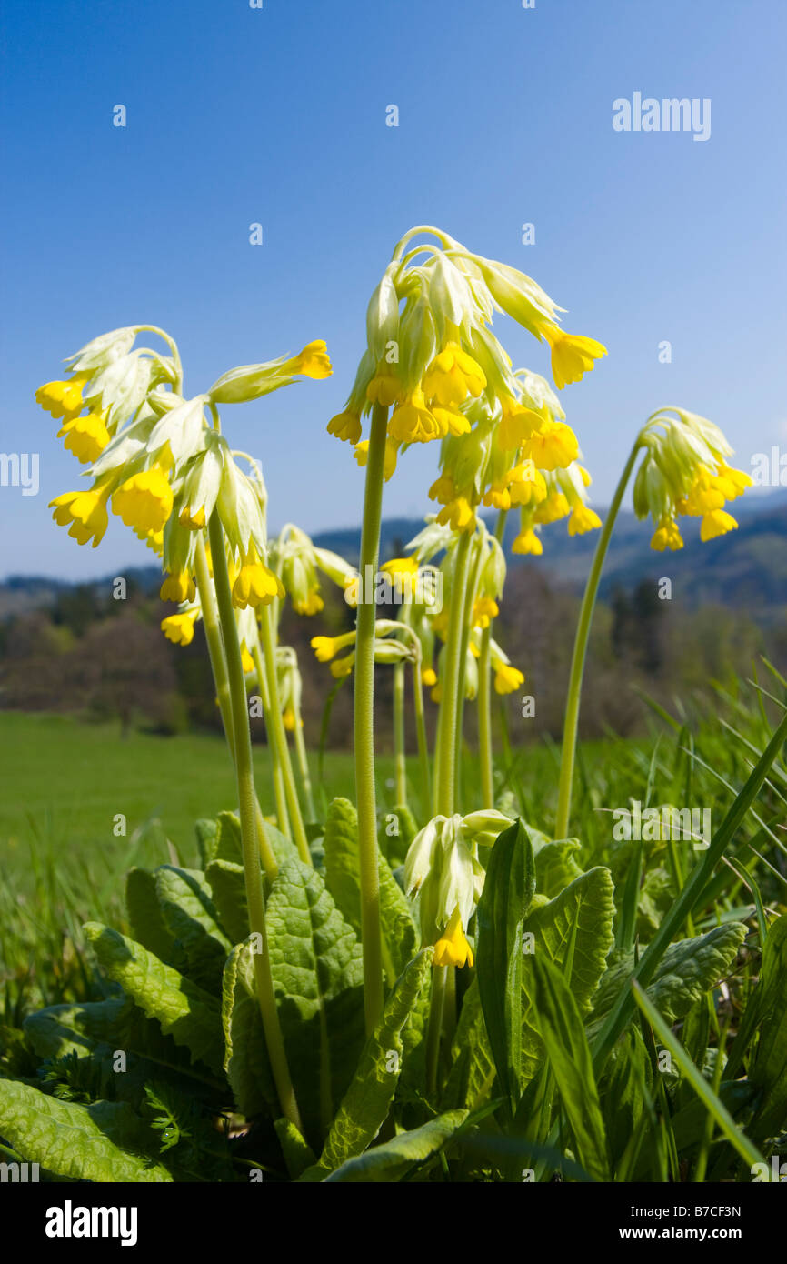 Paigle prímula hi-res stock photography and images - Alamy