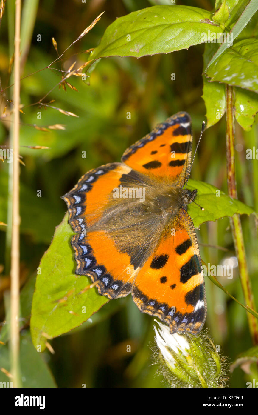 Tortoiseshell butterfly hi-res stock photography and images - Alamy