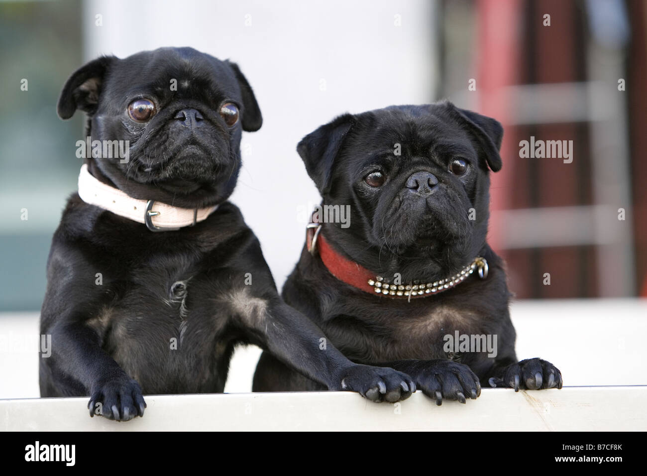 two Pug dogs Stock Photo - Alamy