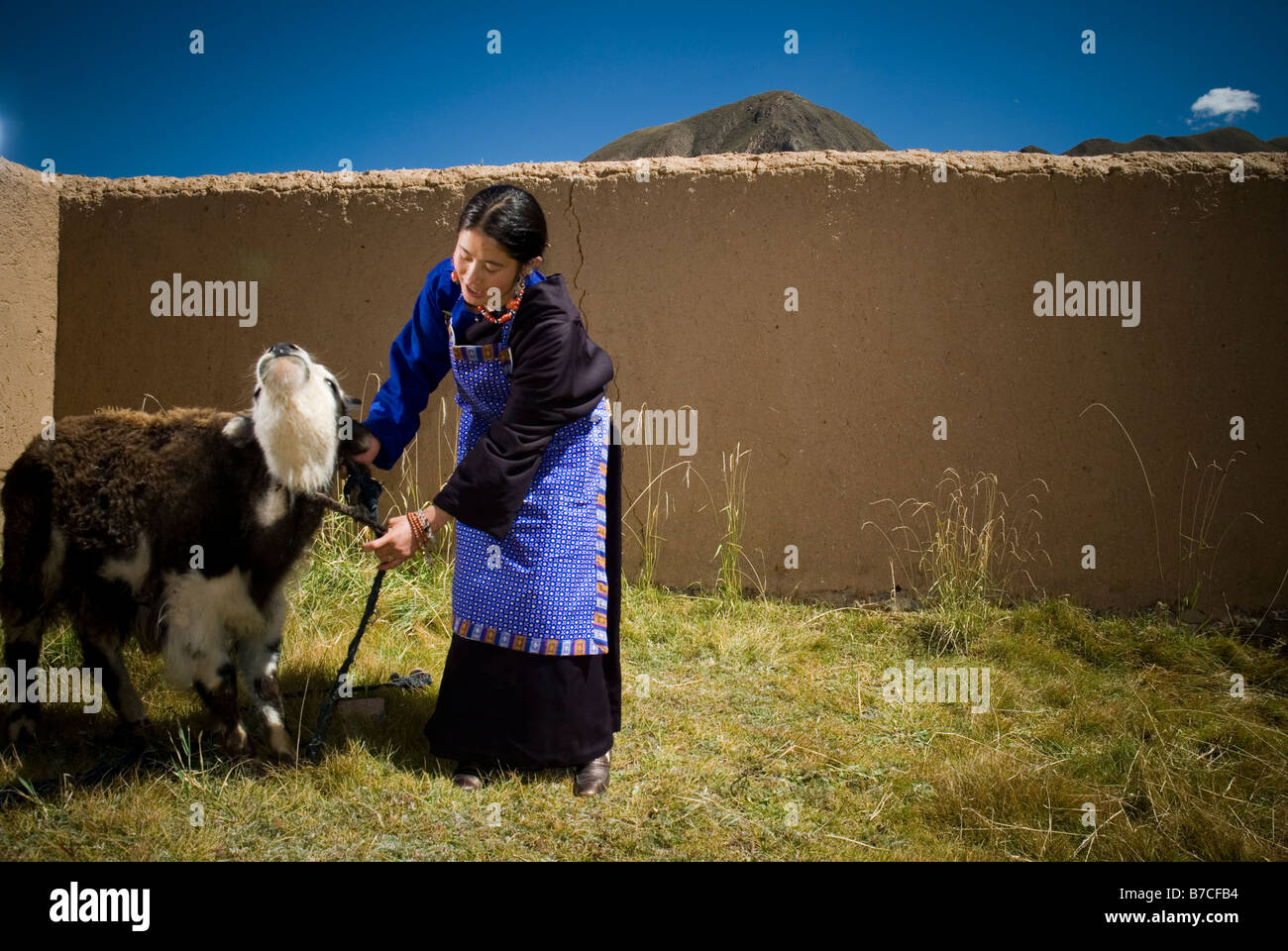 Nepal yak girl hi-res stock photography and images - Alamy