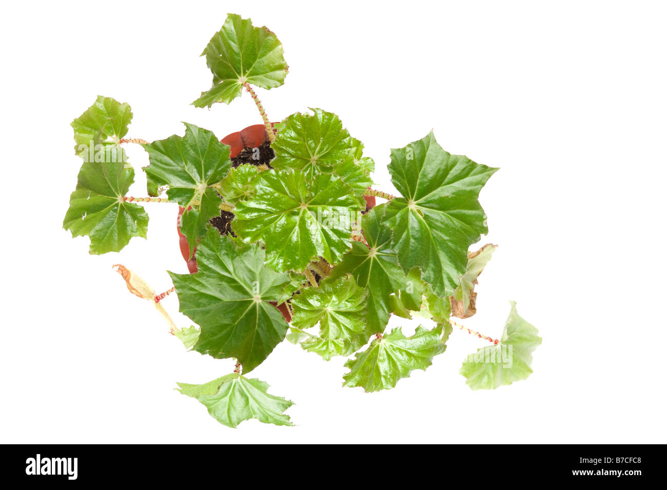 object on white flower indoor plants closeup Stock Photo - Alamy