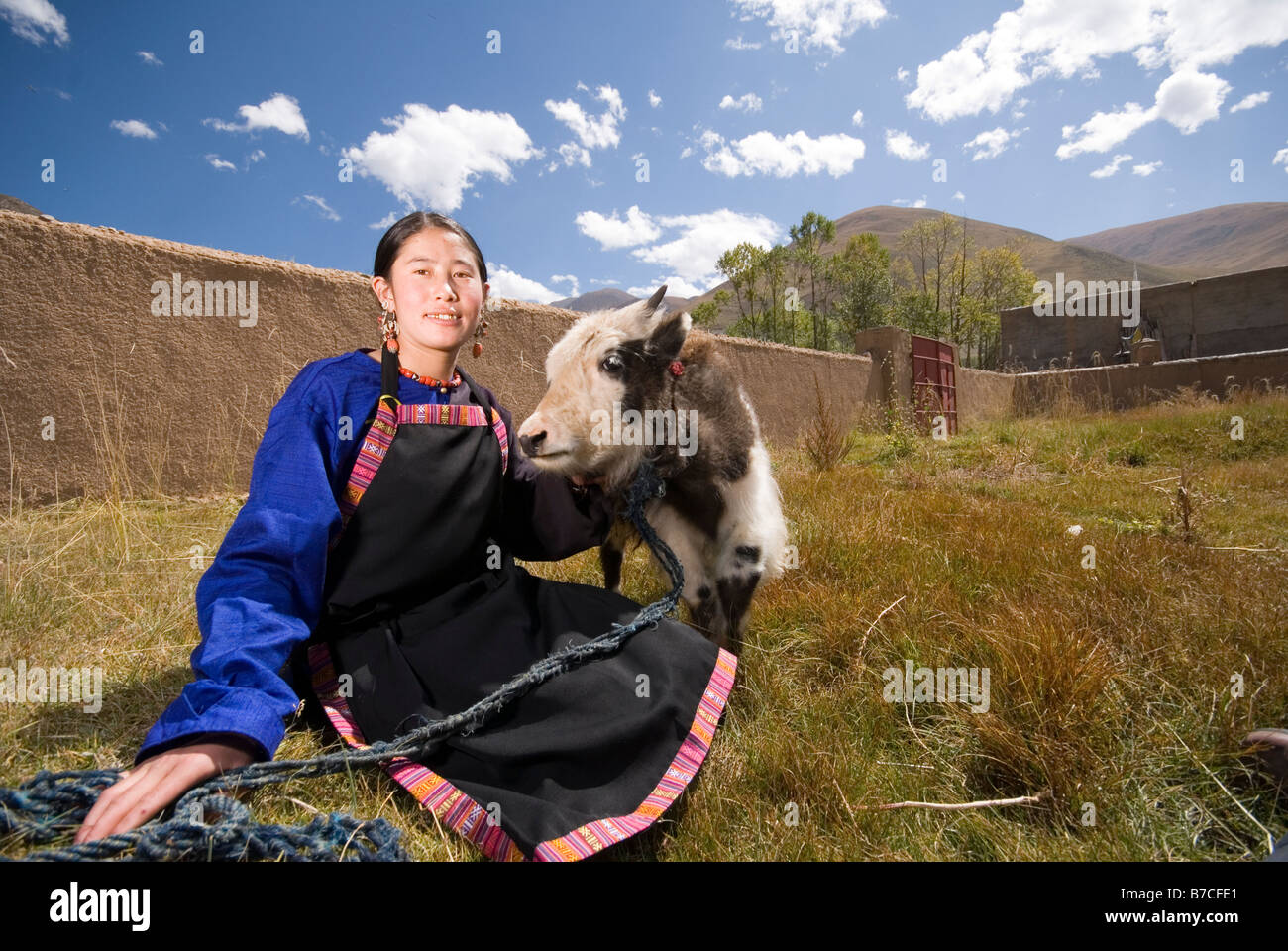 Tibetan girl with Yak. Showing her new apron Stock Photo - Alamy