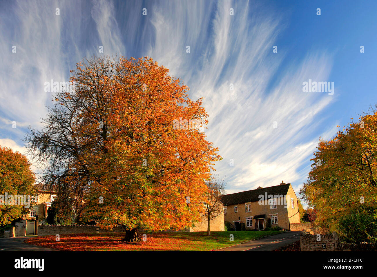 Autumn Chestnut Tree Duddington village Northamptonshire England ...