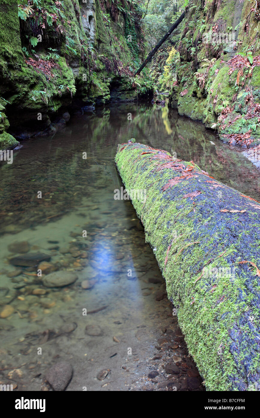 Creek in the forest hi-res stock photography and images - Alamy