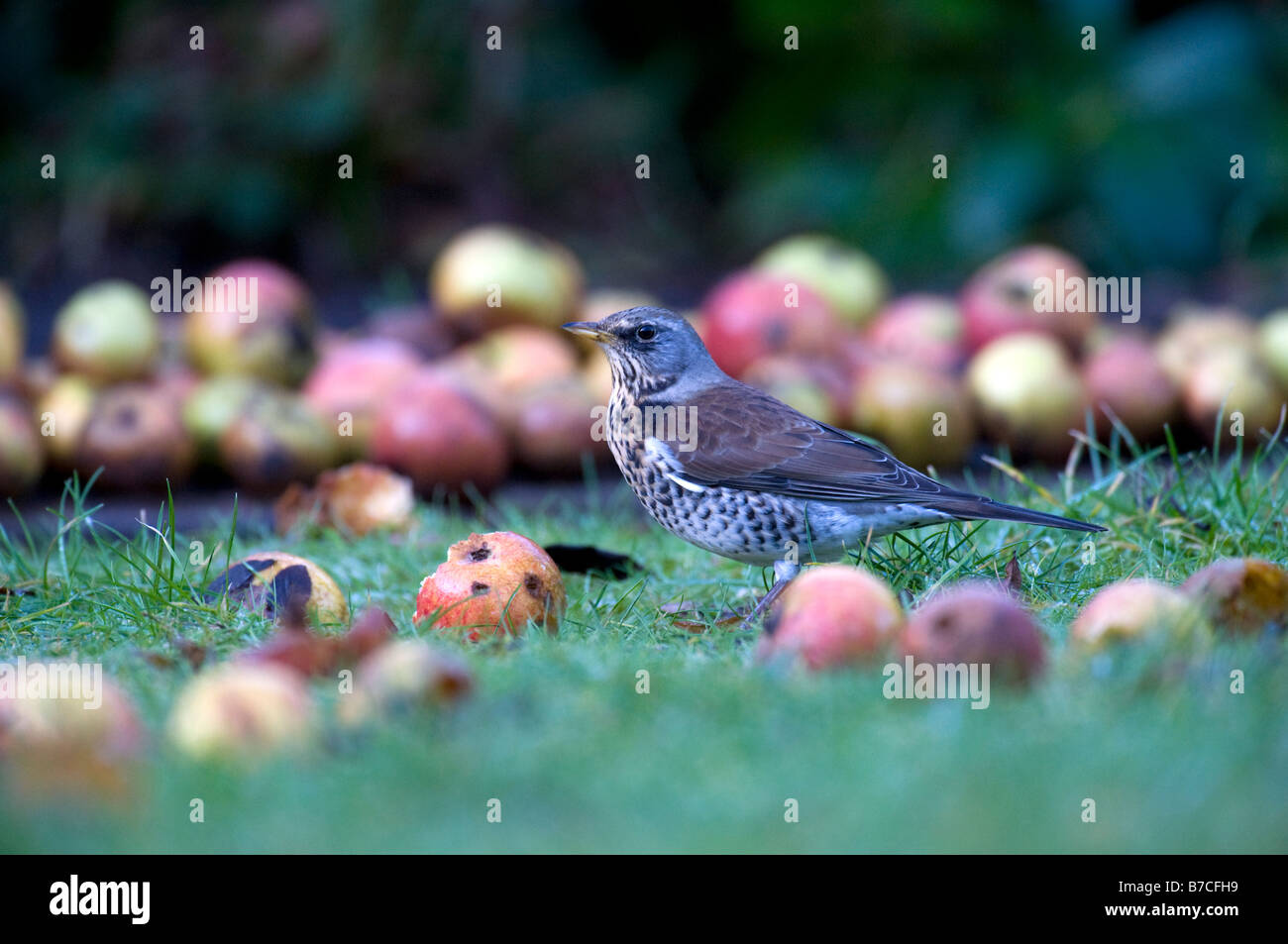 Garden bird feeding hi-res stock photography and images - Alamy