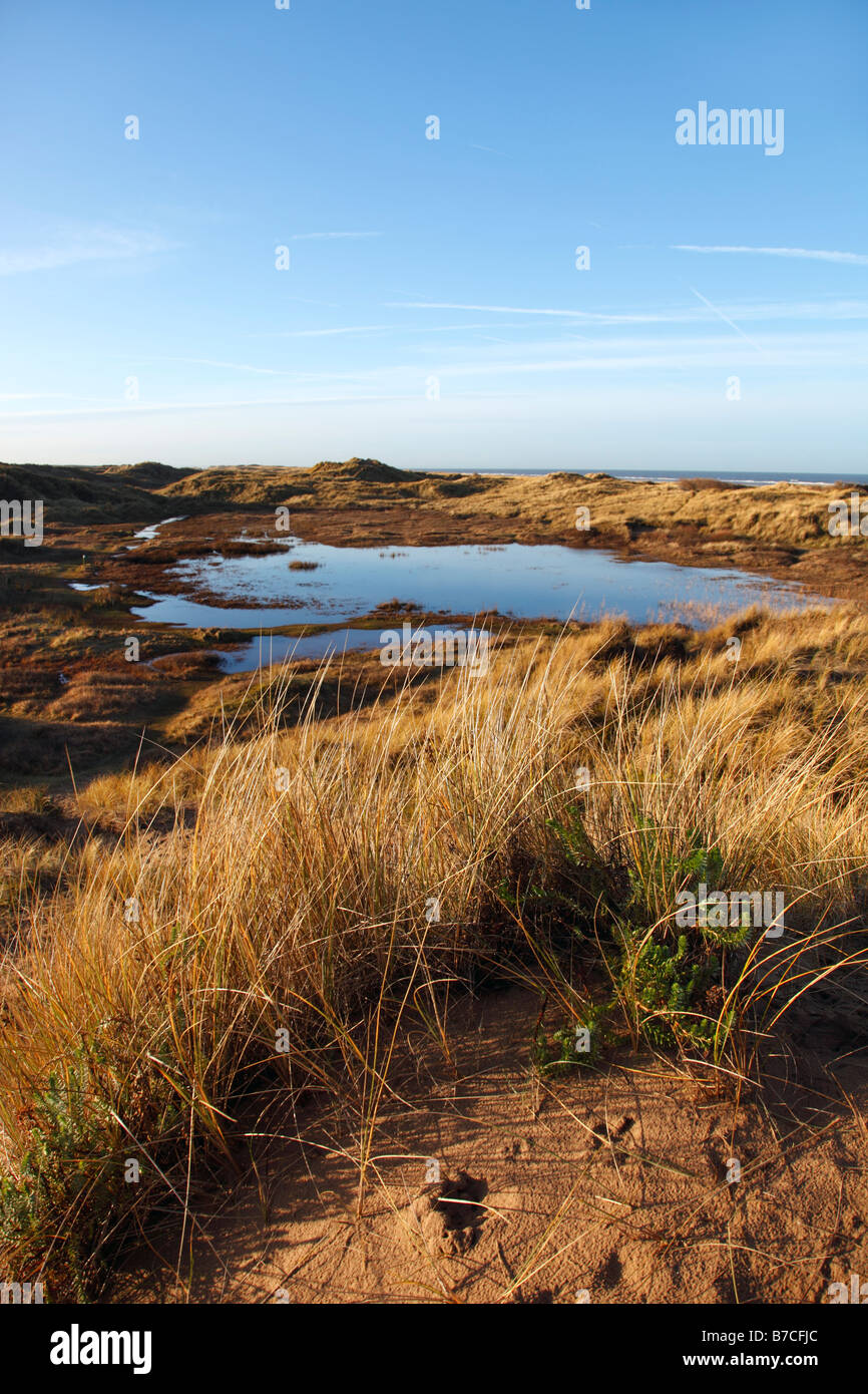 Dune biodiversity hi-res stock photography and images - Alamy