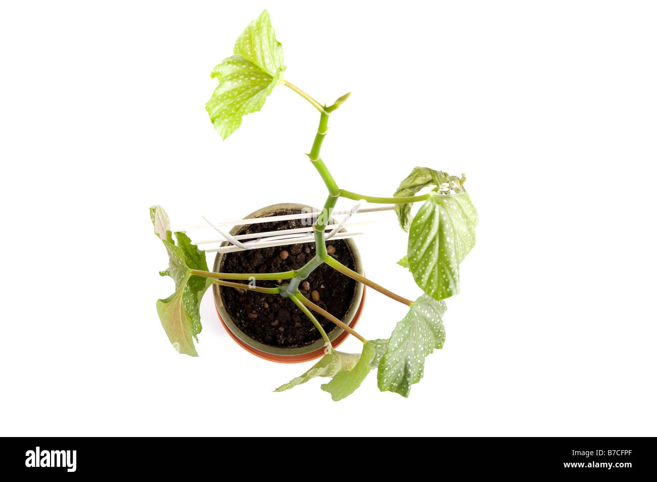 object on white flower indoor plants closeup Stock Photo - Alamy