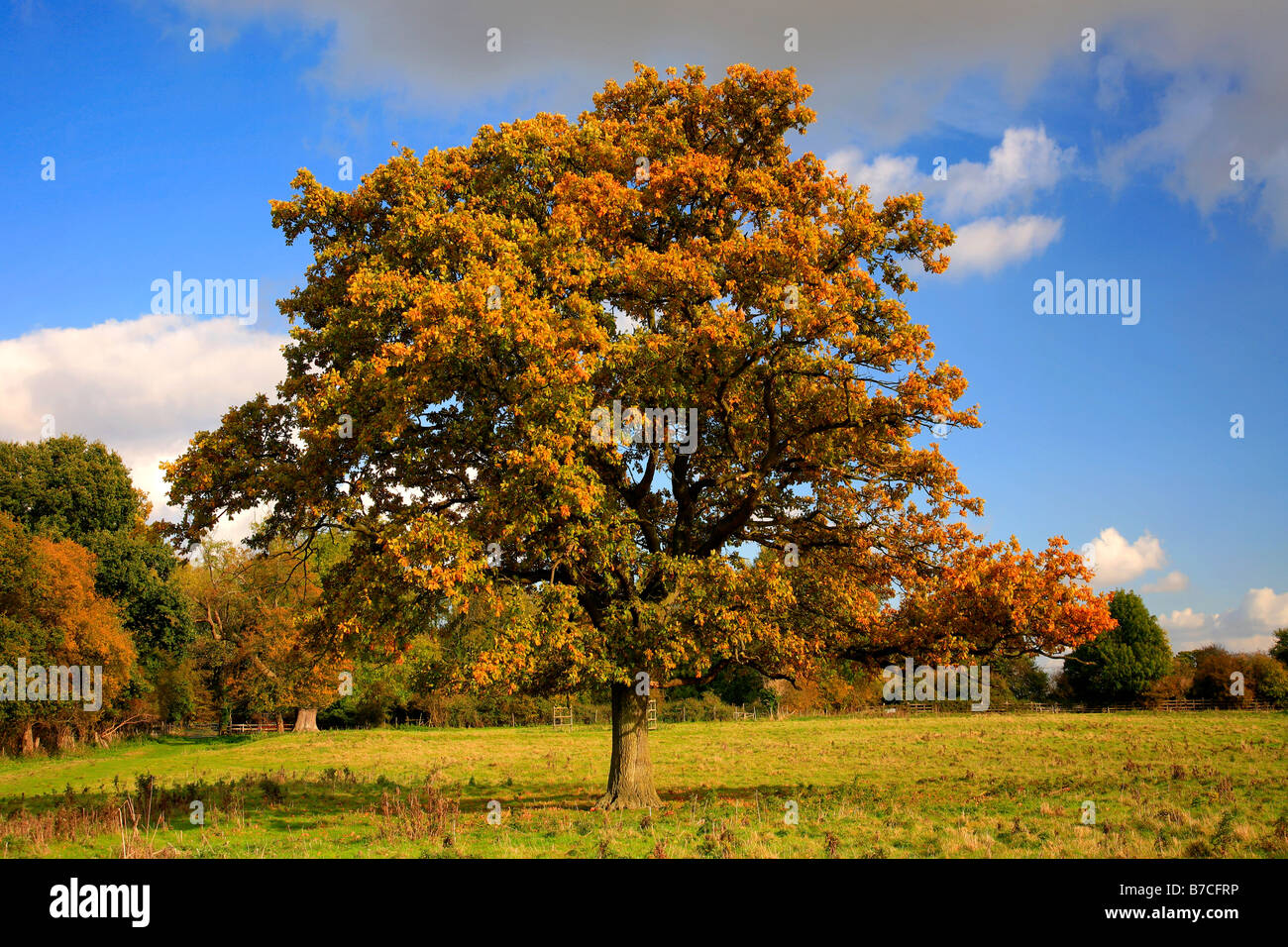 Autumn Colours English Oak tree Quercus robar in Northamptonshire ...