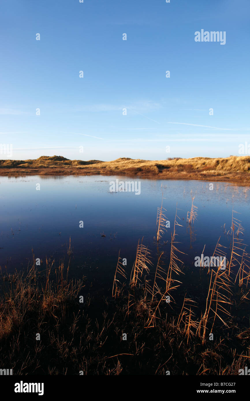 Sand dune habitat with seasonal flooded slack in winterainsdale Stock ...