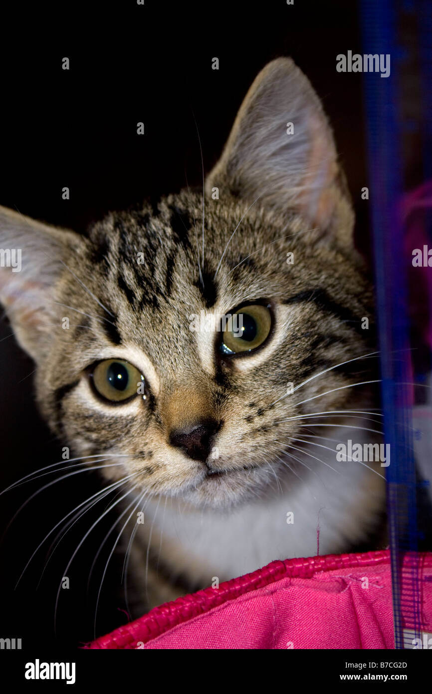 Pretty tabby cat playing in pink child's bag Stock Photo - Alamy