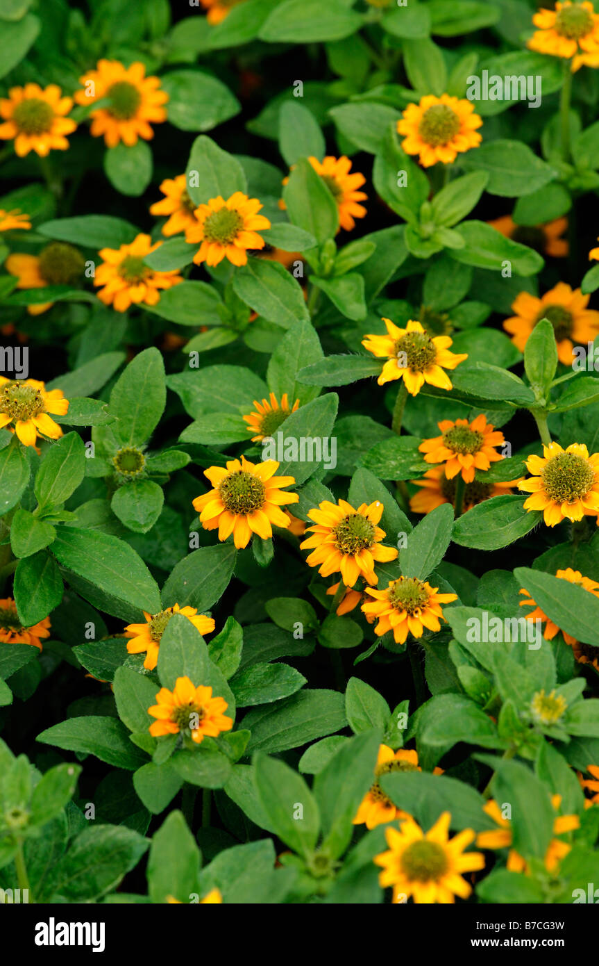 Sanvitalia procumbens cultivar irish eyes profuse profusion flower ...