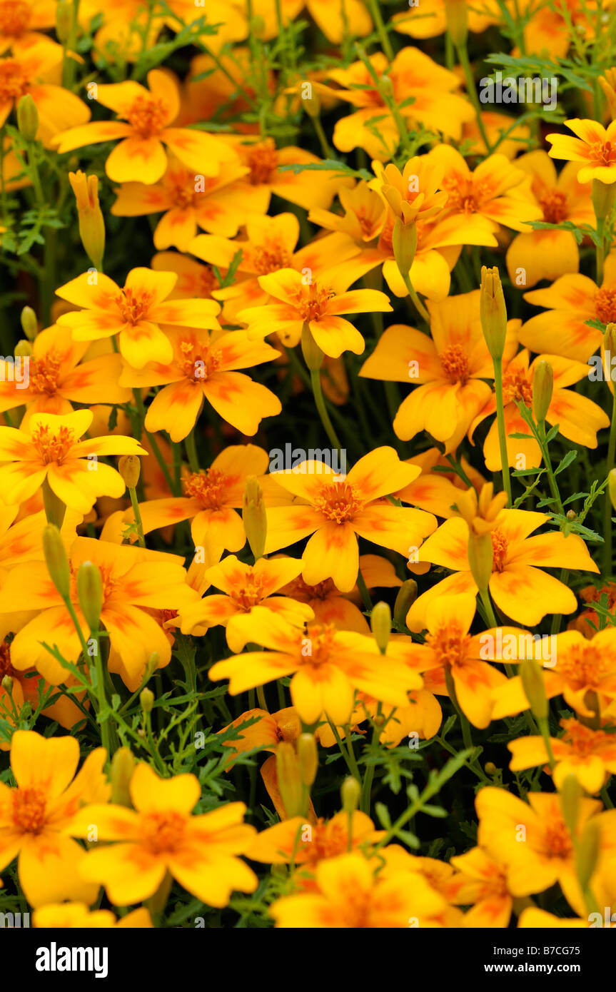 Tagetes Tenuifolia golden Gem signata pumila Signet French Marigold ...