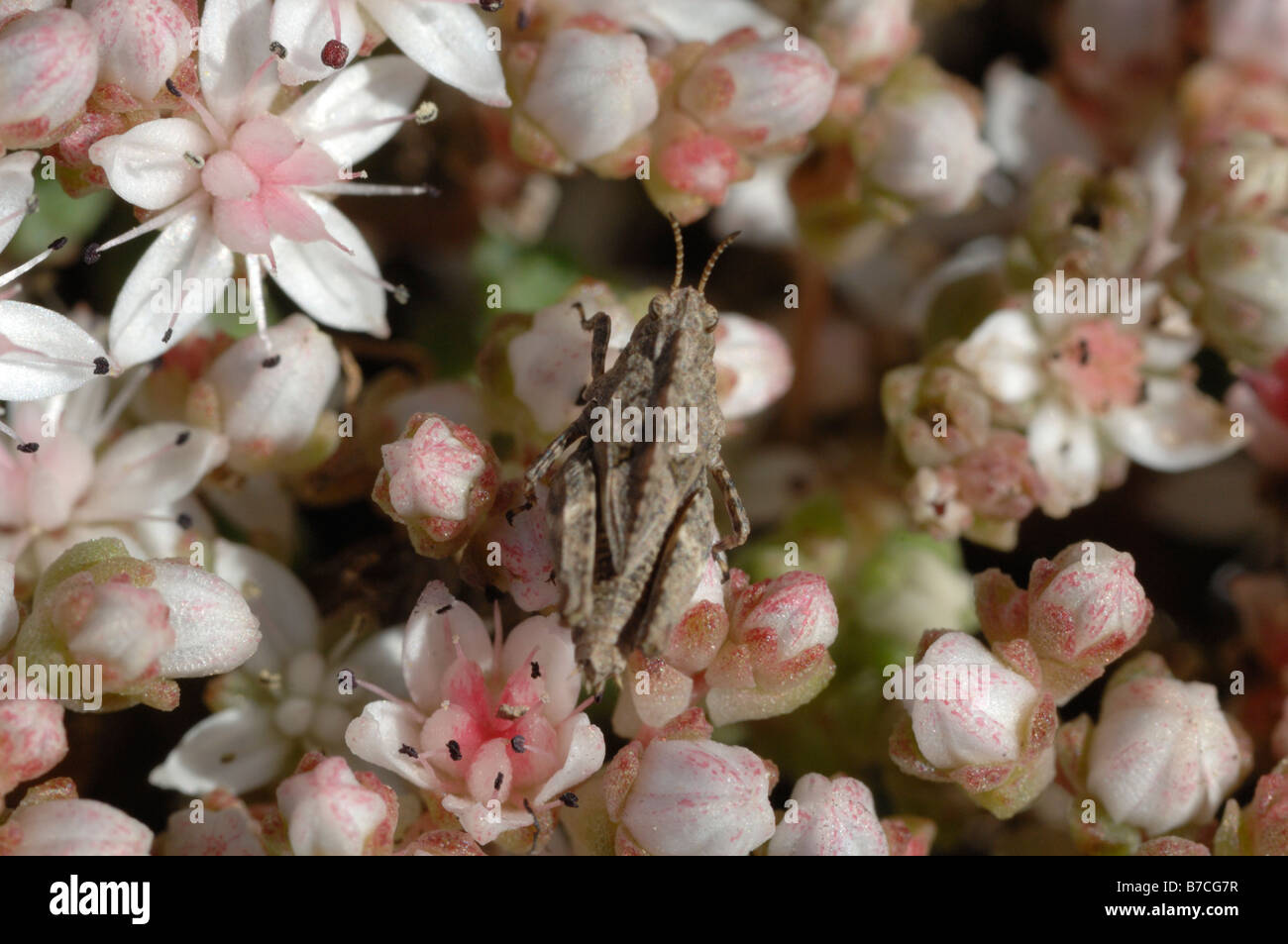 English stonecrop Sedum anglicum Pembrokeshire Wales UK Europe Stock ...