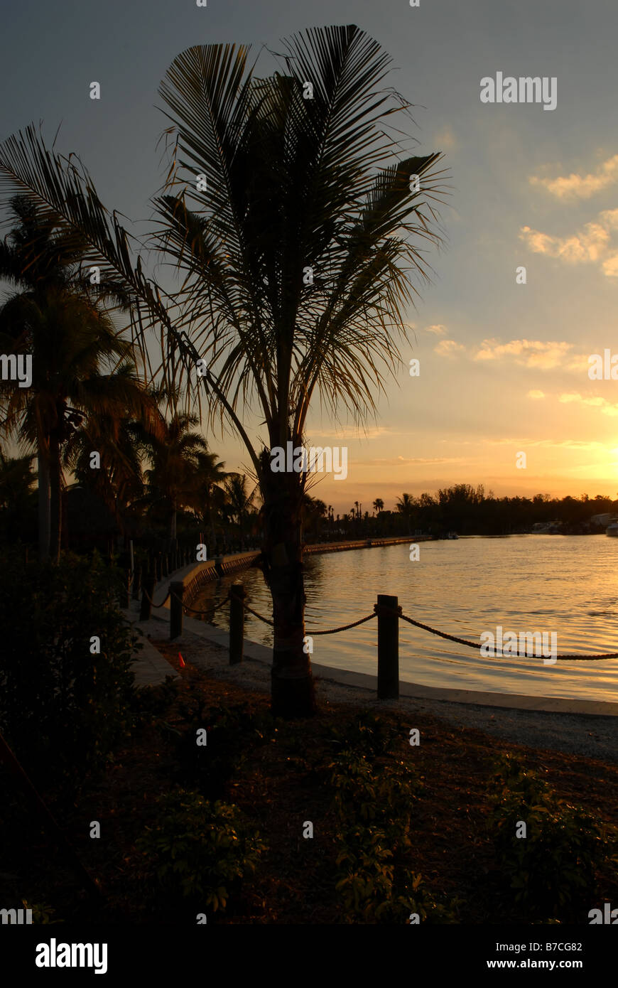 Palm tree at sunset Stock Photo - Alamy