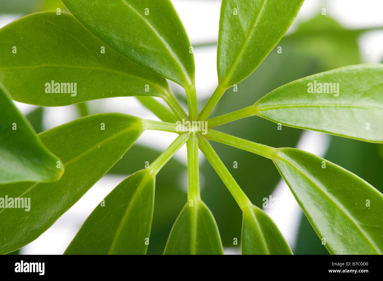 object on white flower indoor plants closeup Stock Photo - Alamy