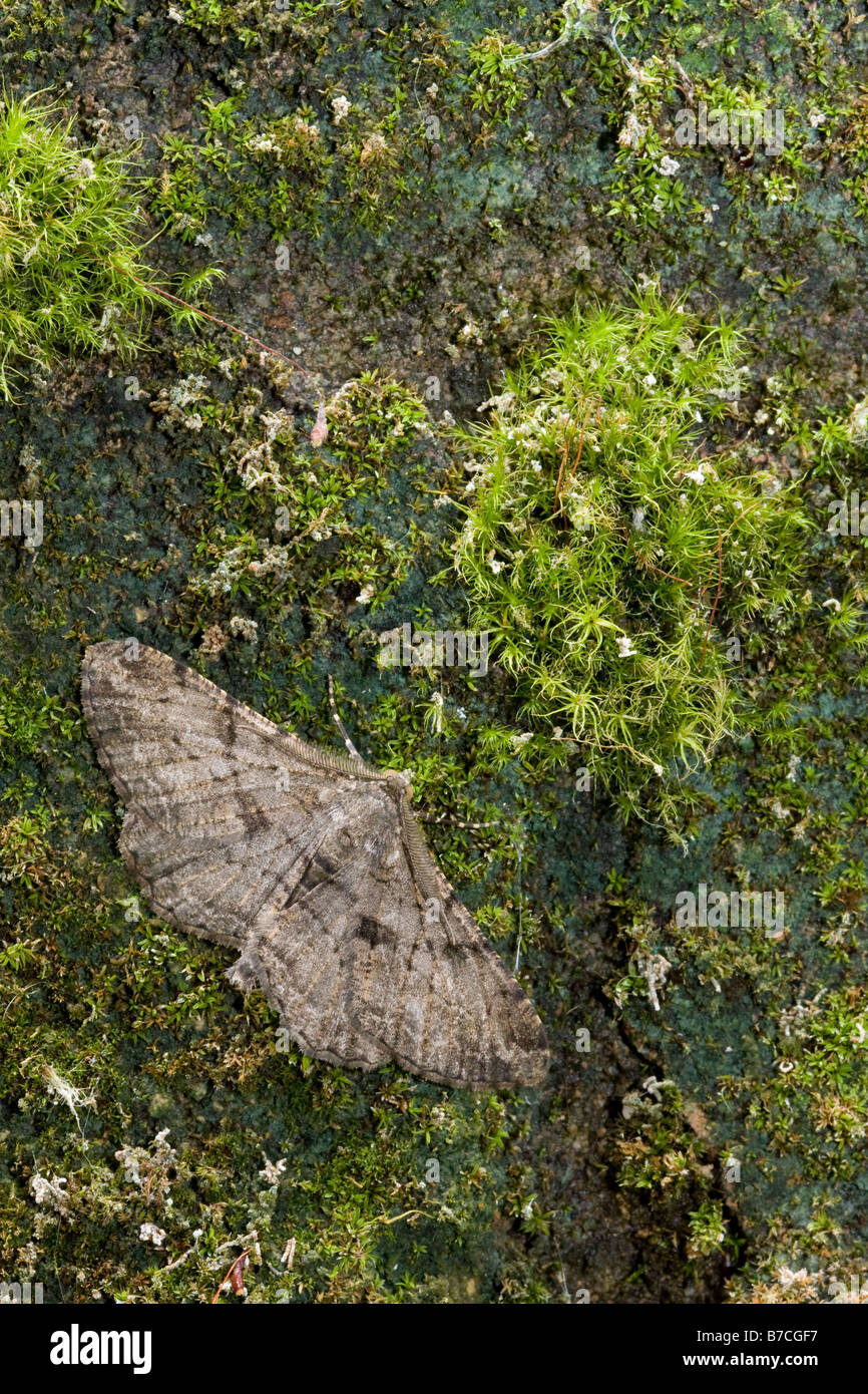 Mottled beauty moth hi-res stock photography and images - Alamy
