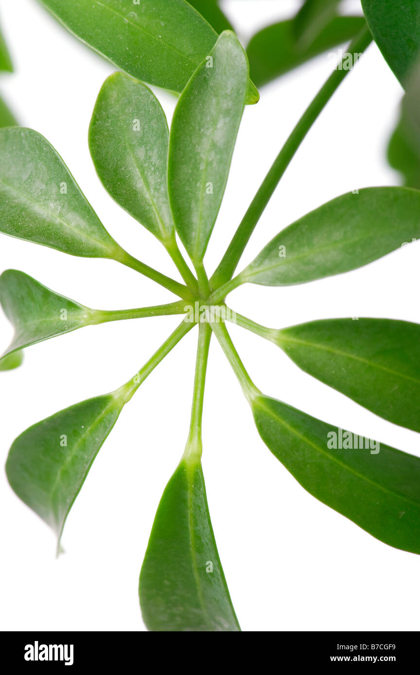 object on white flower indoor plants closeup Stock Photo - Alamy