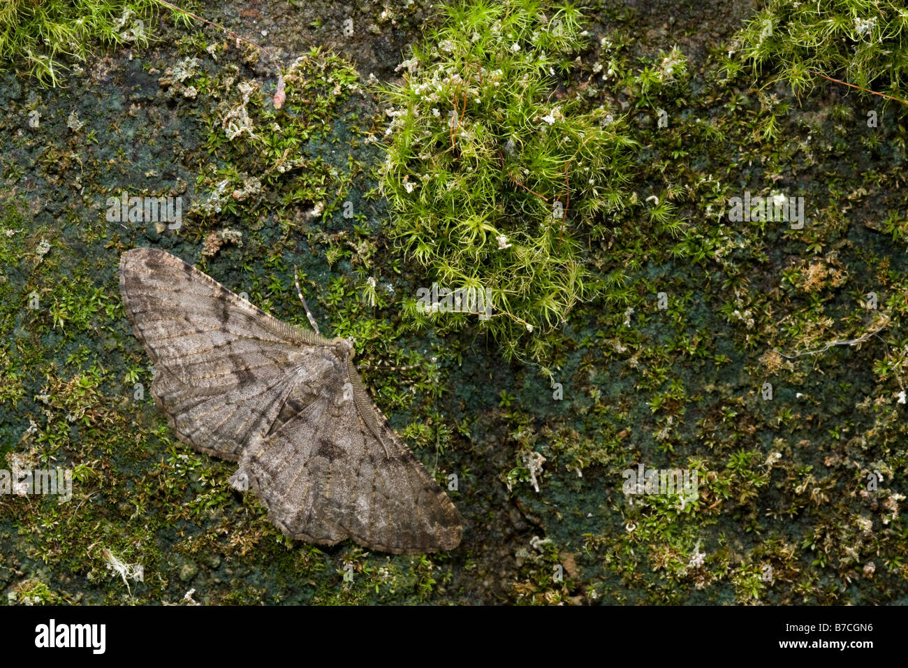 Mottled beauty moth hi-res stock photography and images - Alamy