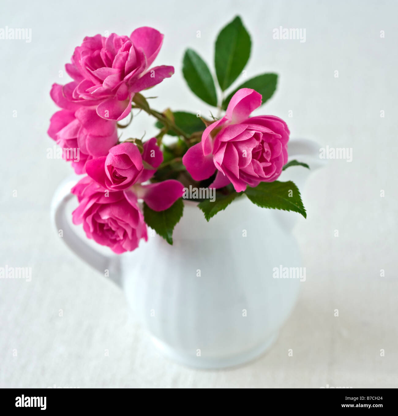 Pink roses in white china vase hi-res stock photography and images - Alamy