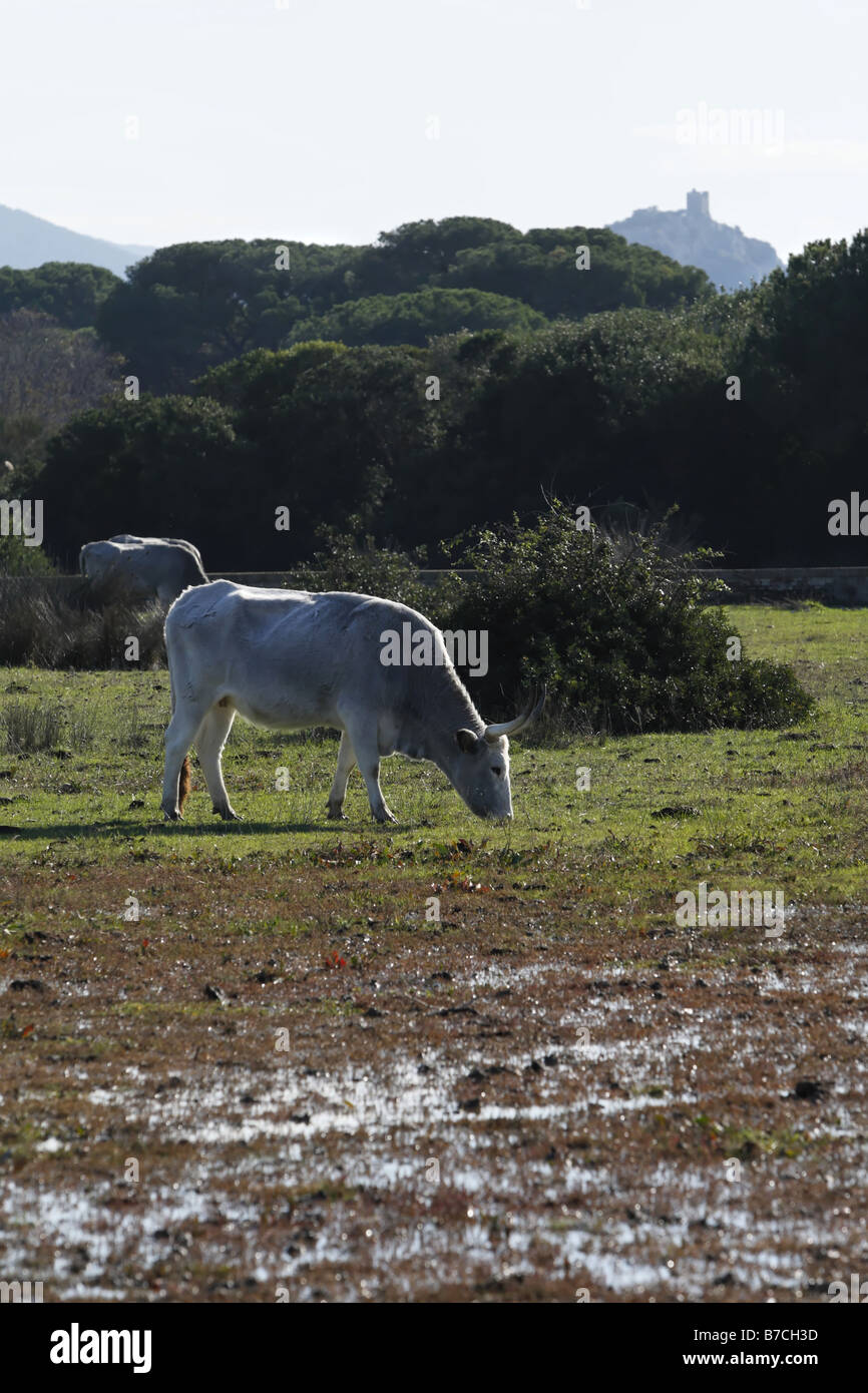 Maremma cow hi-res stock photography and images - Alamy