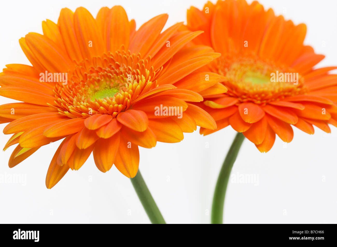 Orange Gerbera Flowers Stock Photo - Alamy