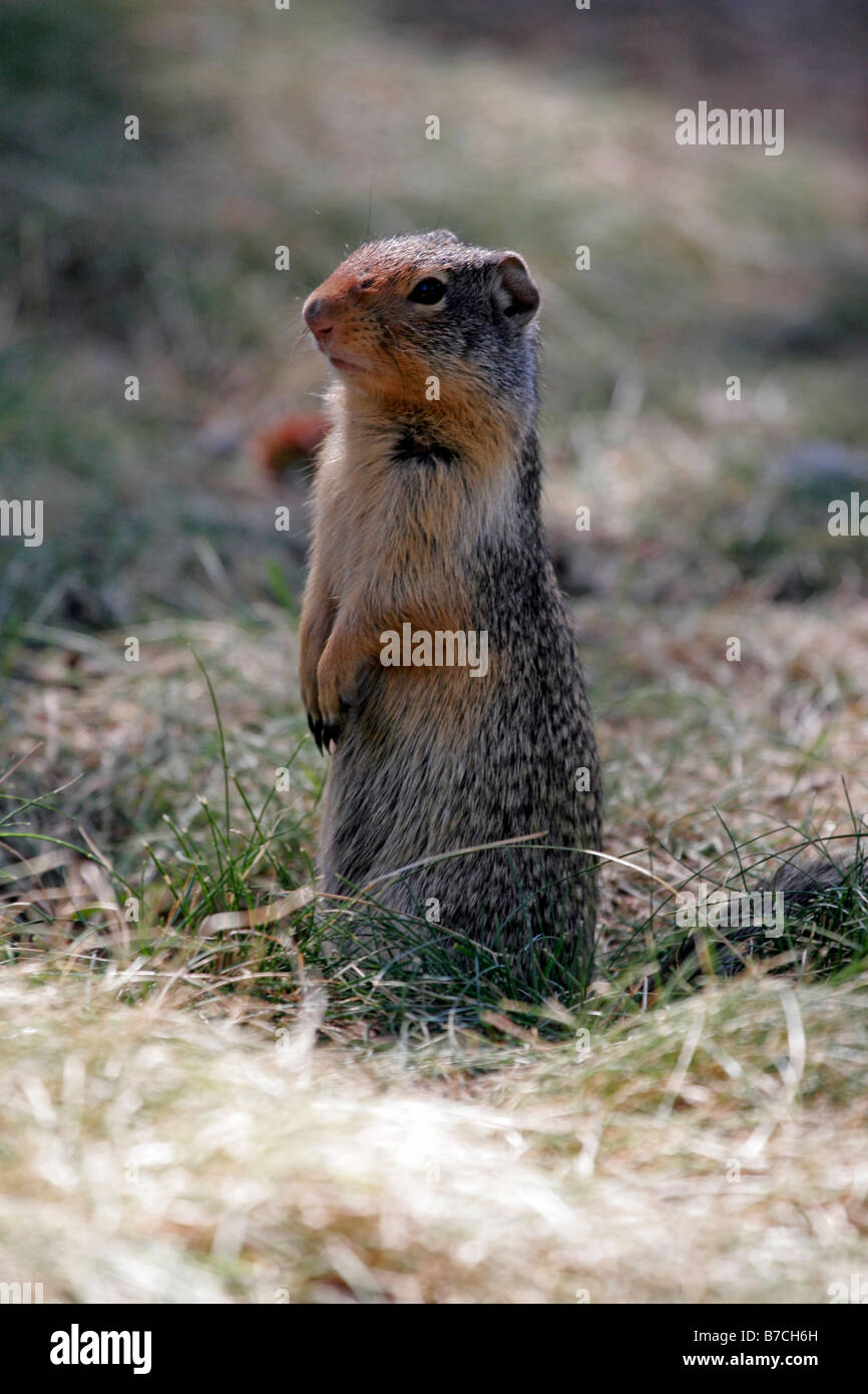 Ground squirrel standing hi-res stock photography and images - Alamy