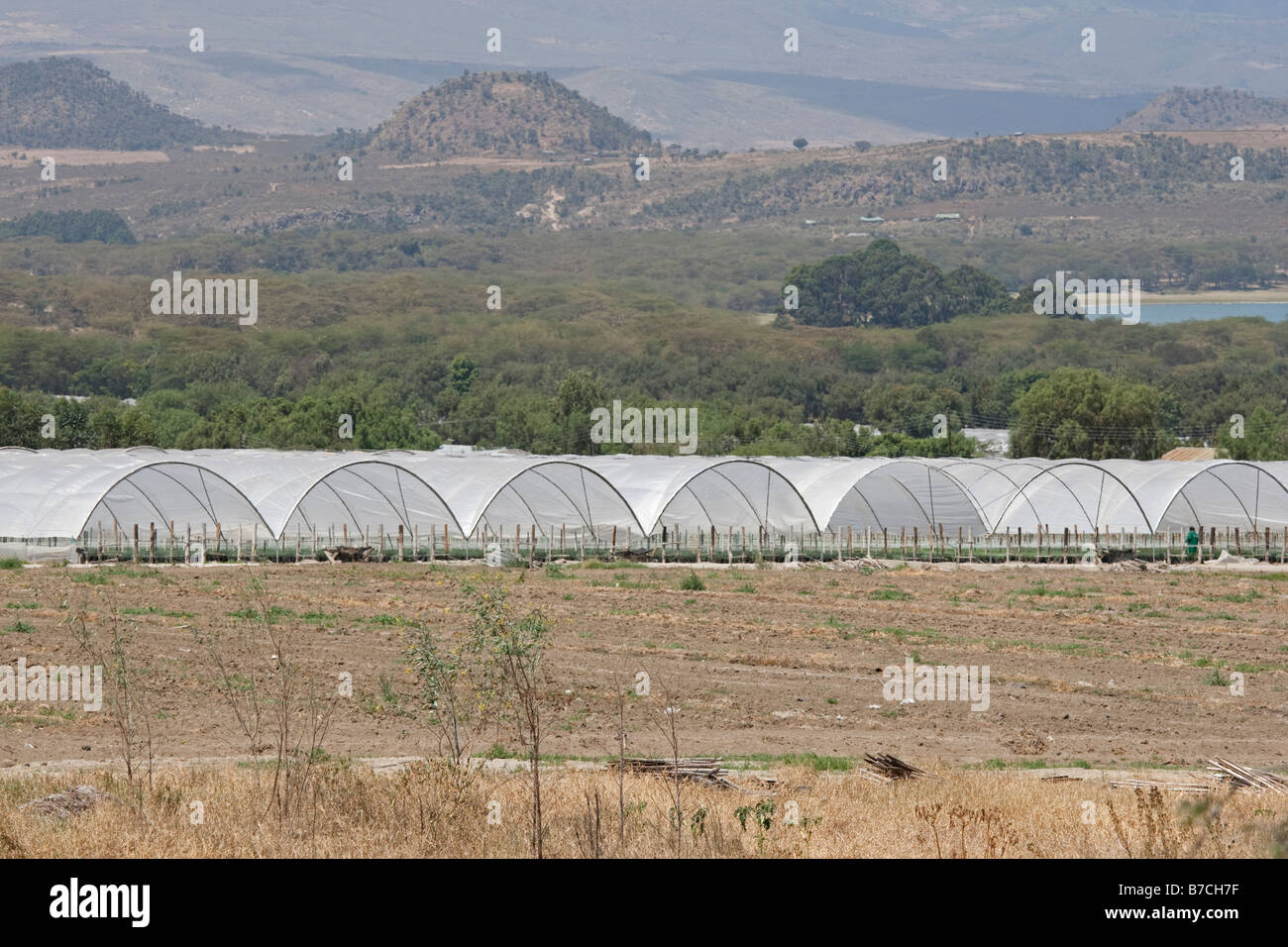 Flower farms Lake Naivasha Rift Valley Kenya Stock Photo - Alamy