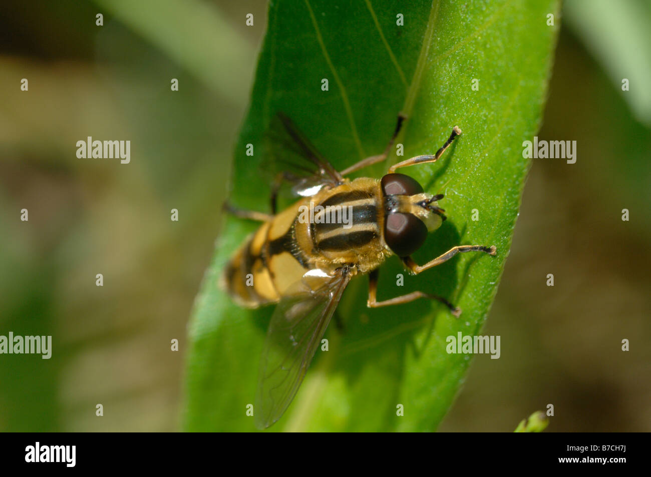 Hoverfly, Helophilus pendulus Stock Photo - Alamy