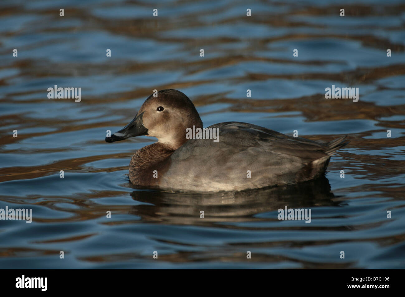 Female pochard duck bird hi-res stock photography and images - Alamy