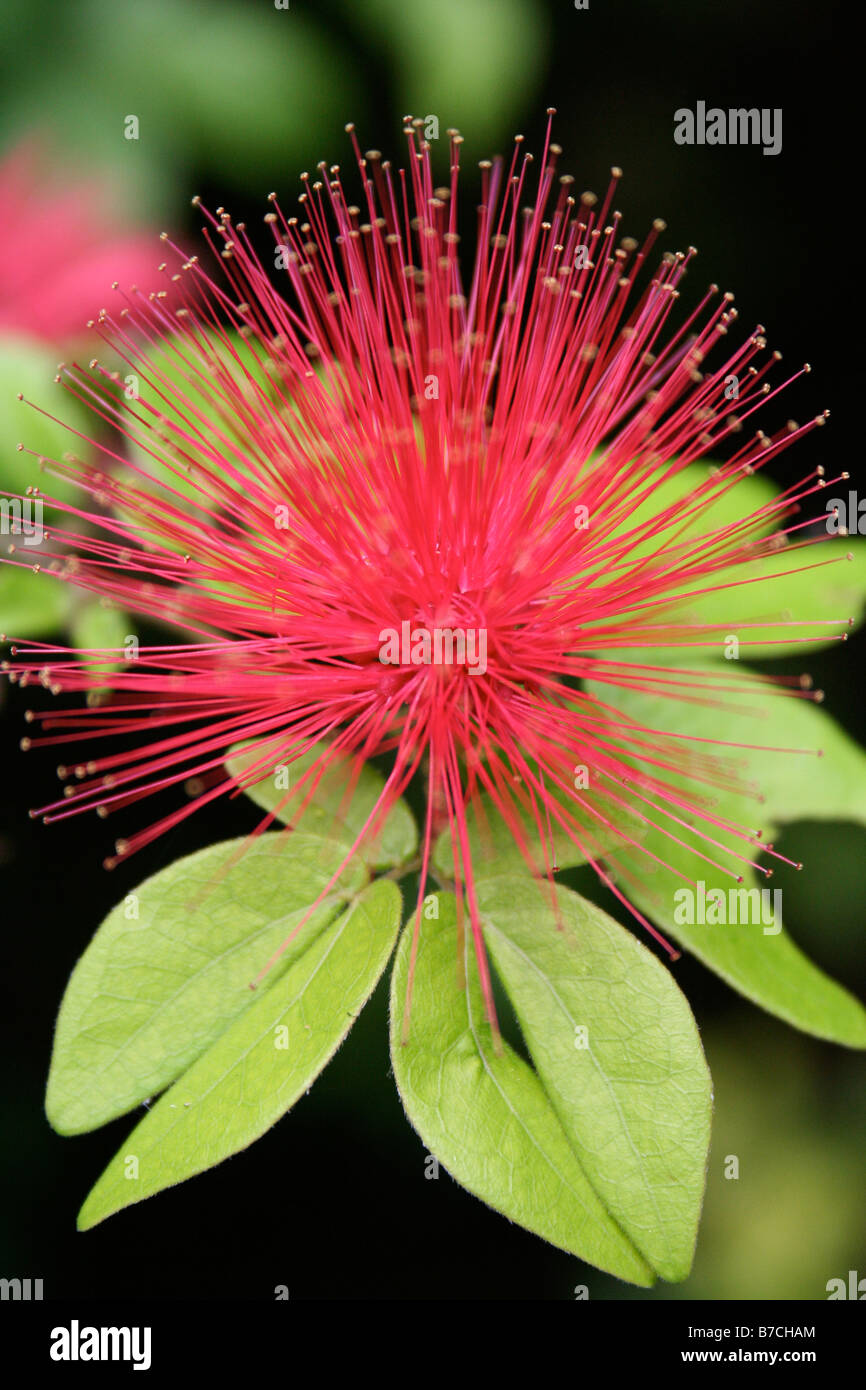 Calliandra haematocephala (Red powder puff / powder puff tree / fairy ...