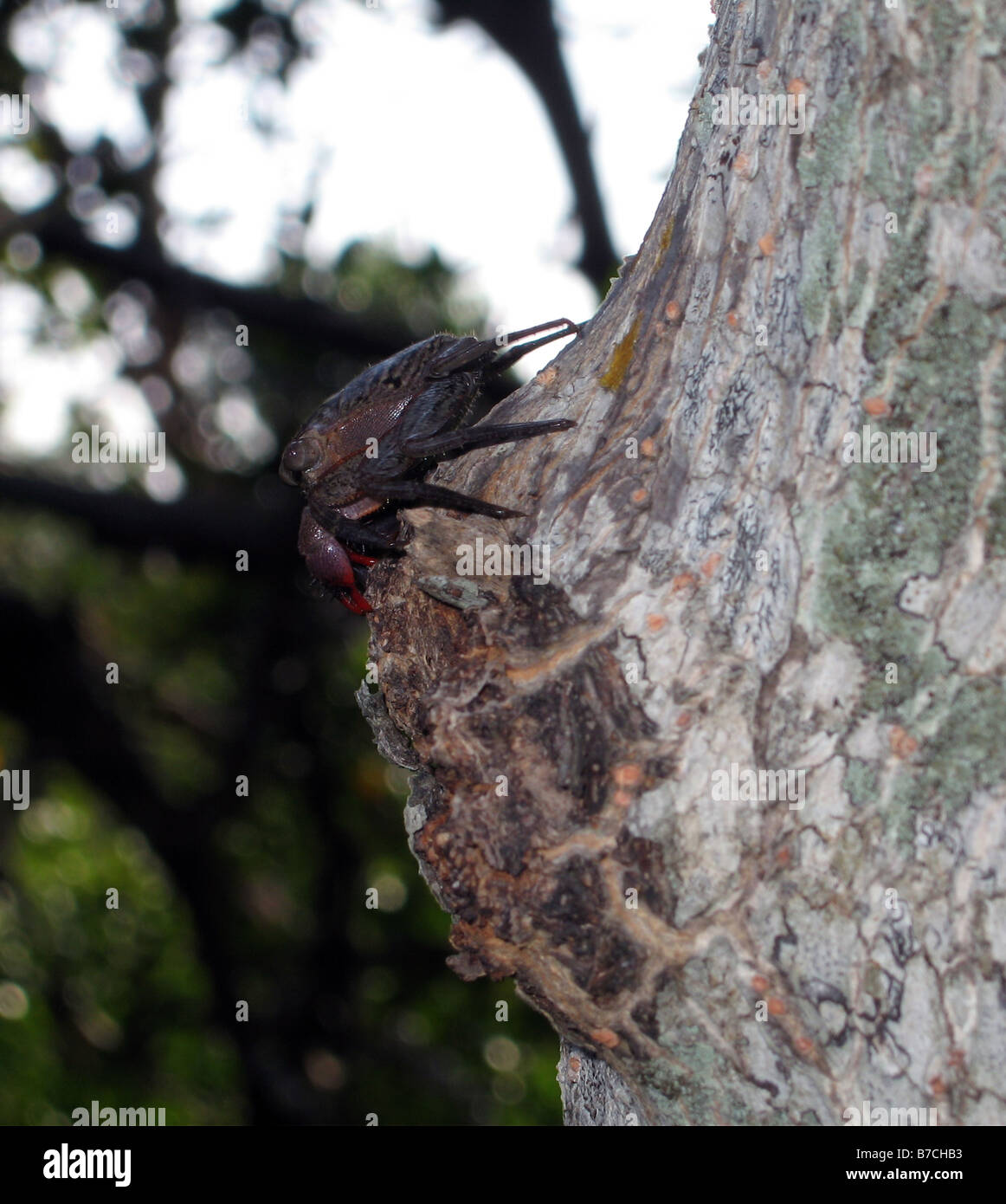 Tree crab hi-res stock photography and images - Alamy