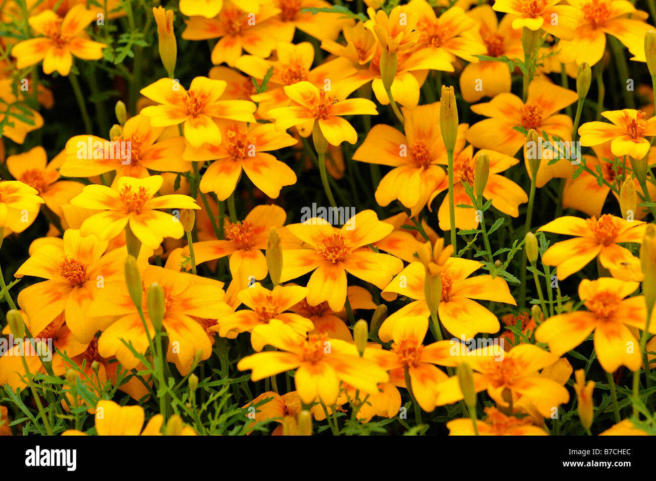 Tagetes Tenuifolia golden Gem signata pumila Signet French Marigold ...