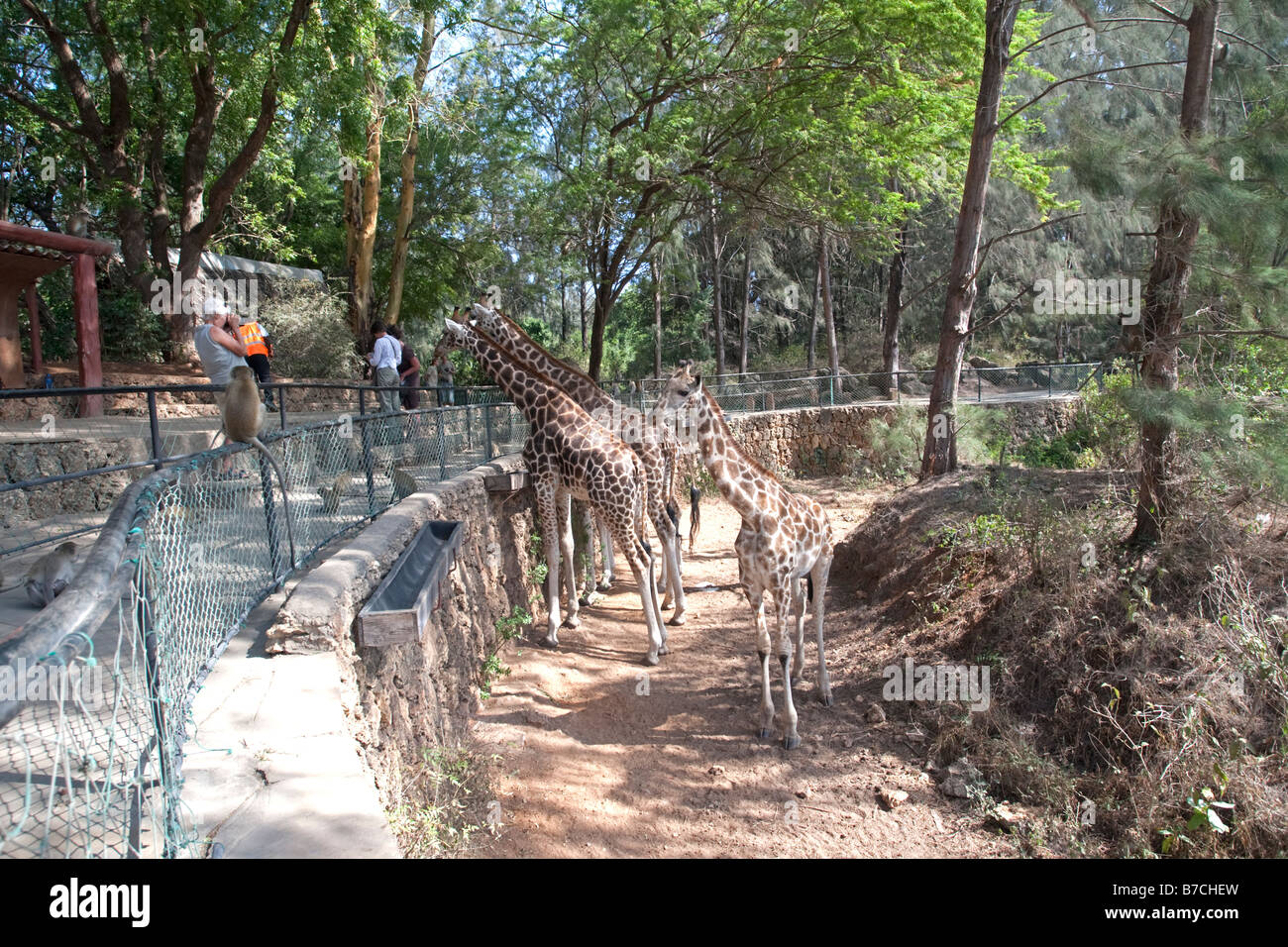 Tourists feeding giraffe Haller Park Mombasa Kenya Stock Photo - Alamy