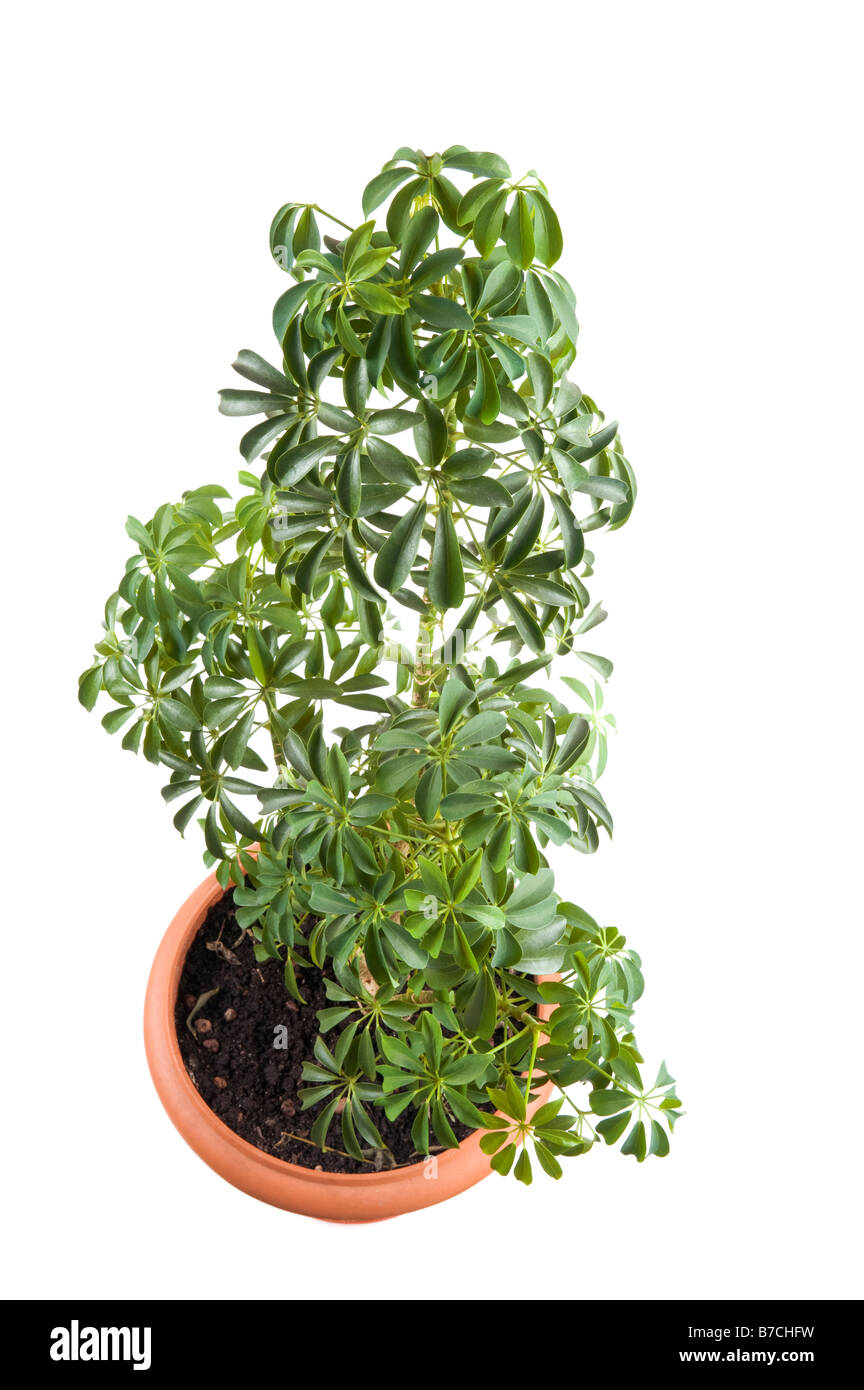 object on white flower indoor plants closeup Stock Photo - Alamy