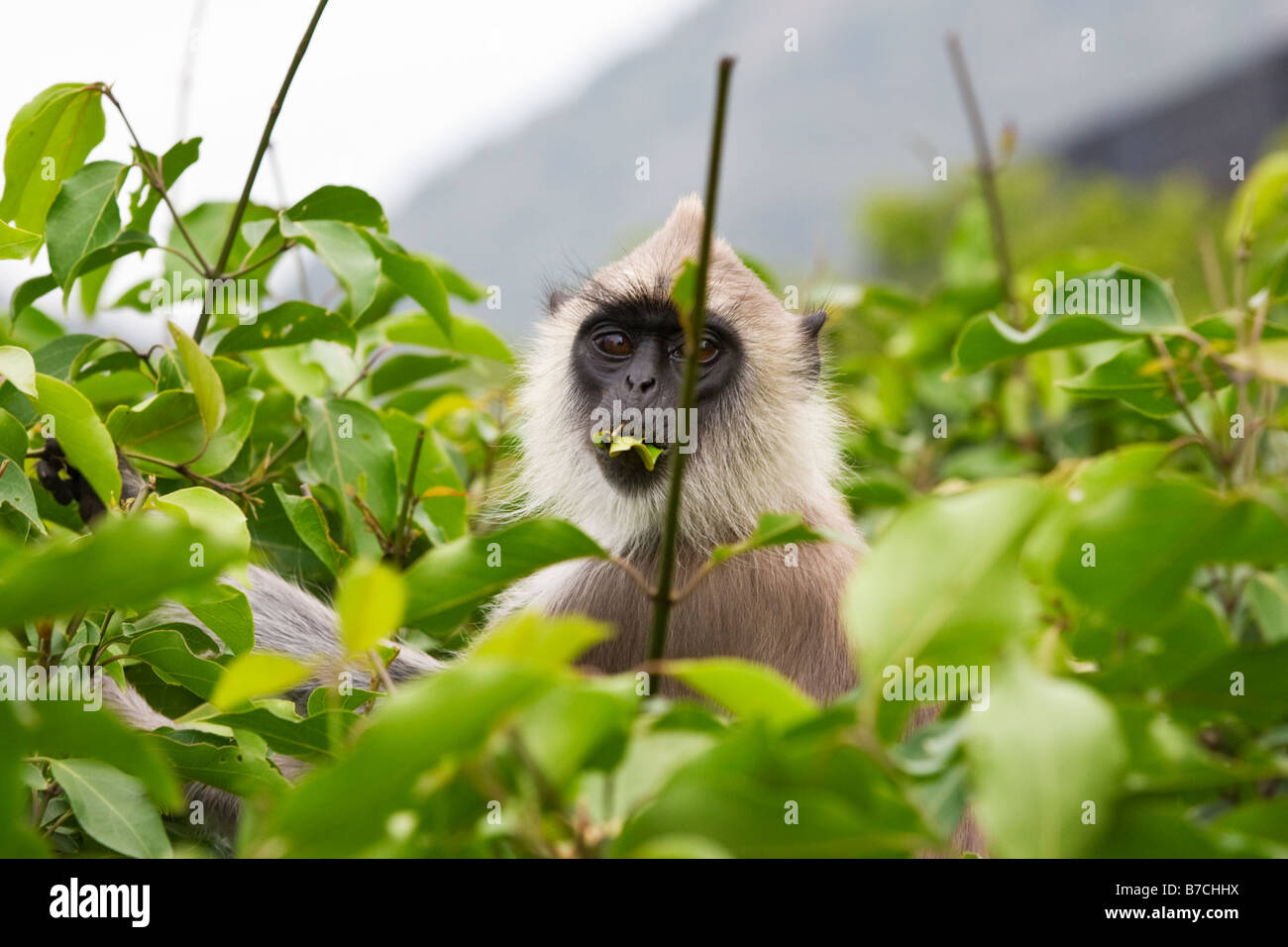 A wild monkey eating leaves Stock Photo - Alamy