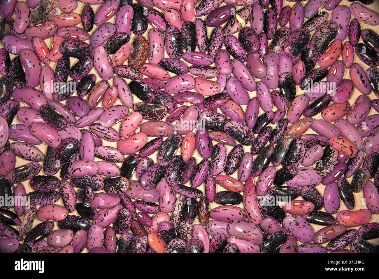 Runner beans seed pod hi-res stock photography and images - Alamy