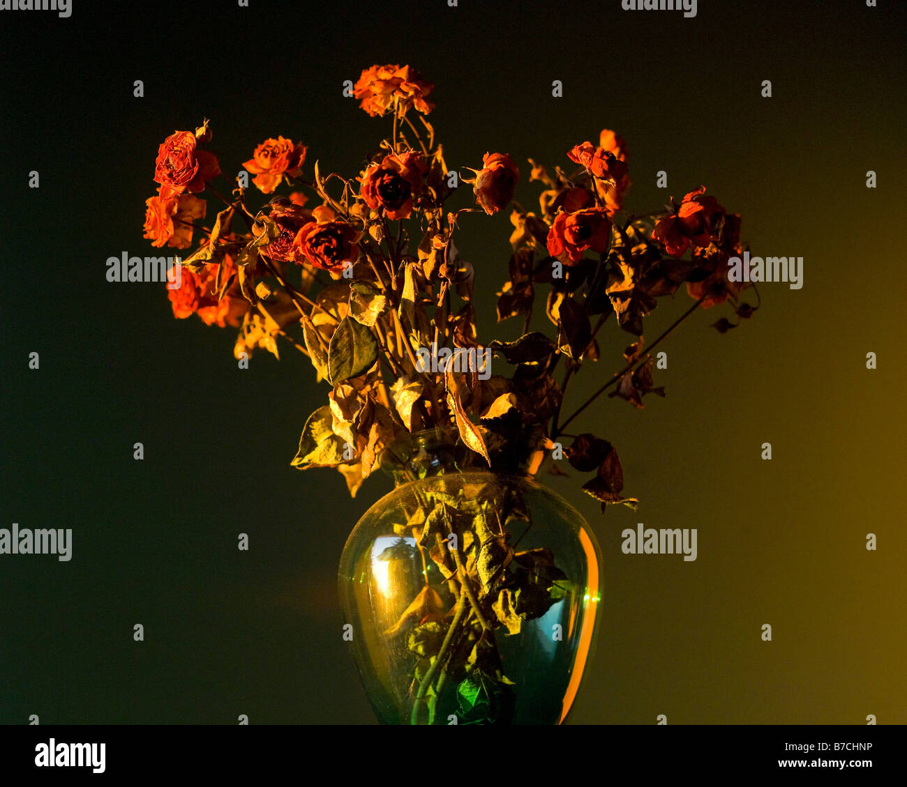 A vase of dried wilted roses Stock Photo - Alamy