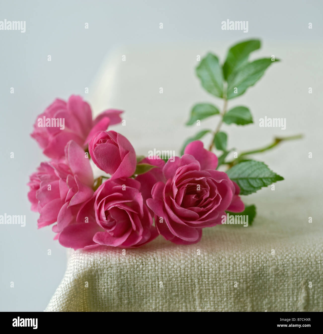 Intertwined roses hi-res stock photography and images - Alamy