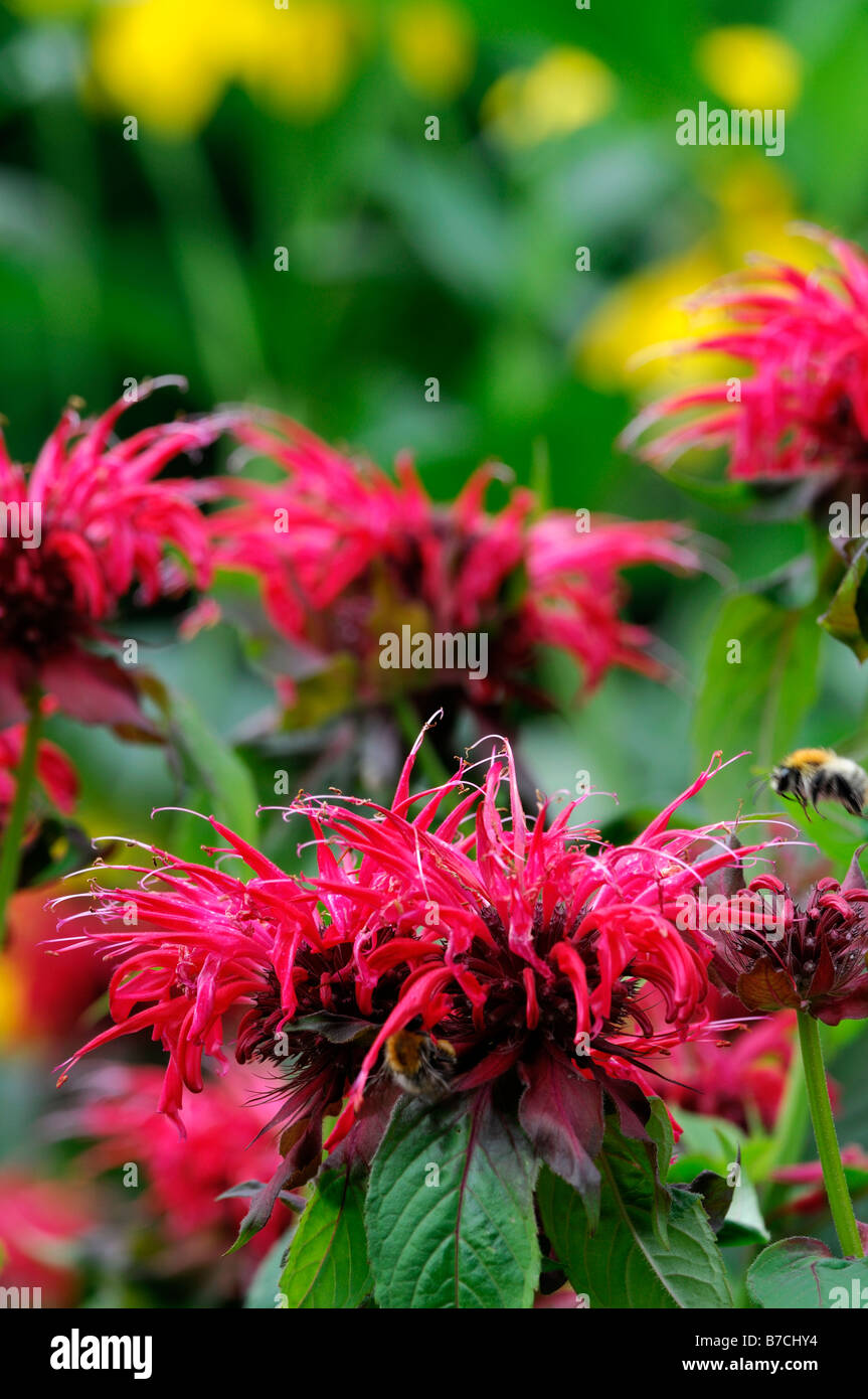 Monarda Fireball Bergamot red flower garden plant hardy herbaceous ...