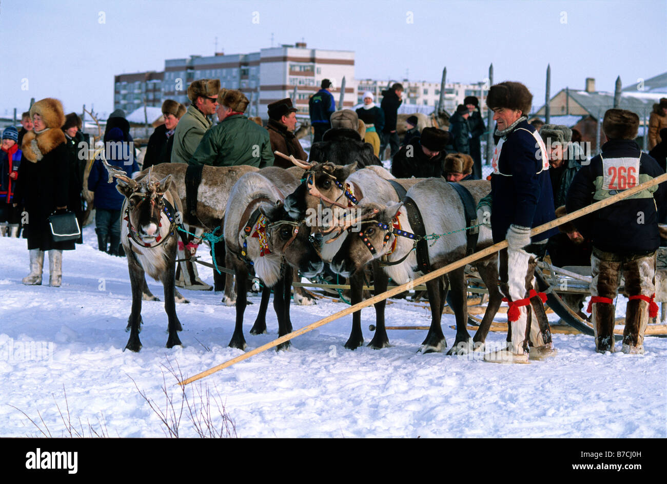 Reindeer race in Lovozoro, Russia Stock Photo - Alamy