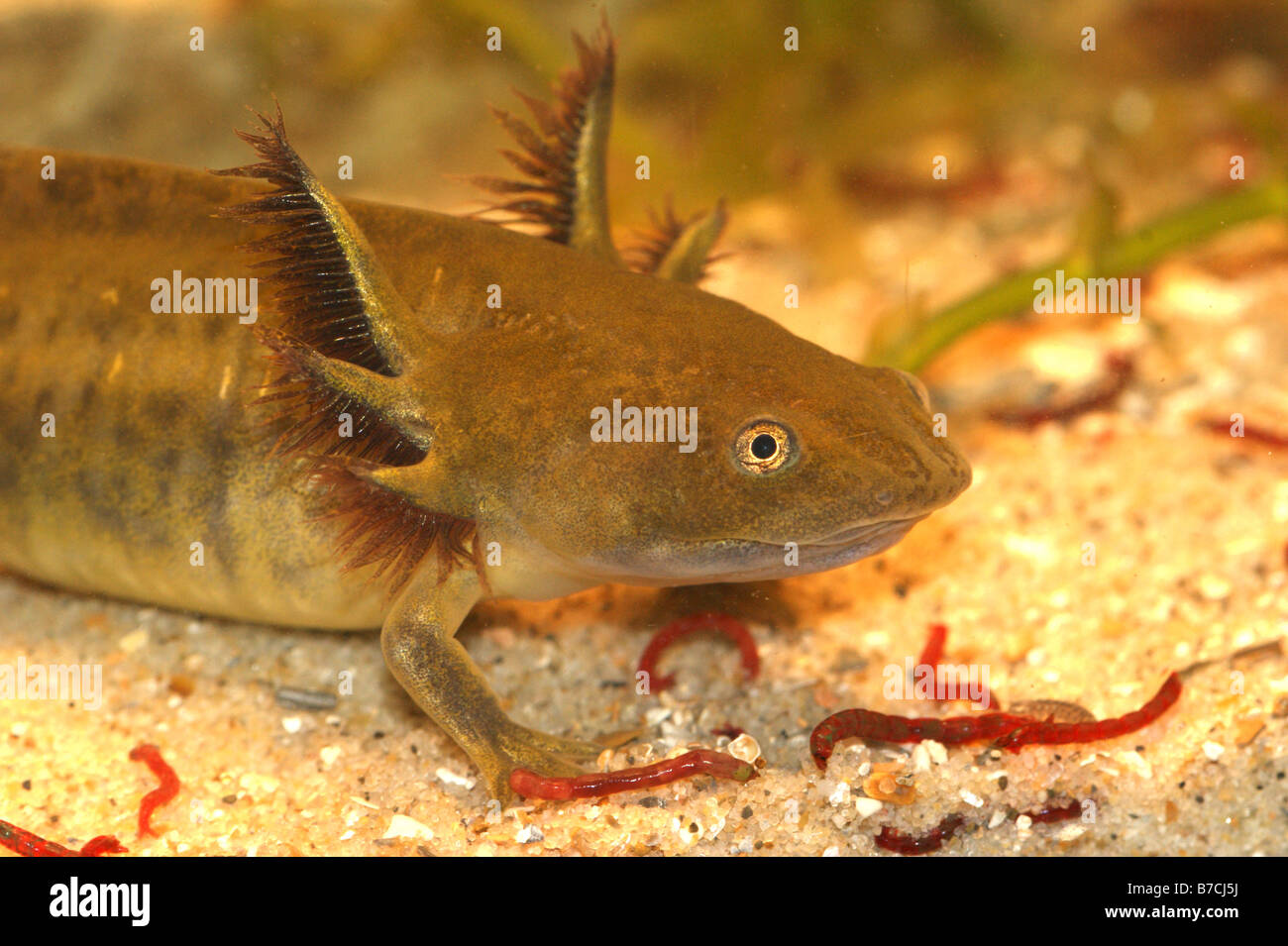 Larval Ambystoma mavortium - Barred tiger salamander Stock Photo - Alamy