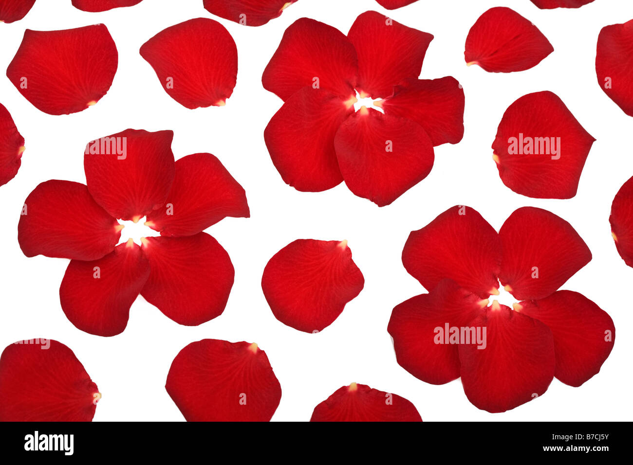 Red Rose Petals Stock Photo - Alamy