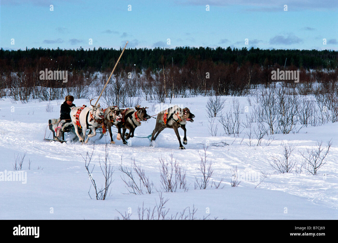 Reindeer in team winter hi-res stock photography and images - Alamy