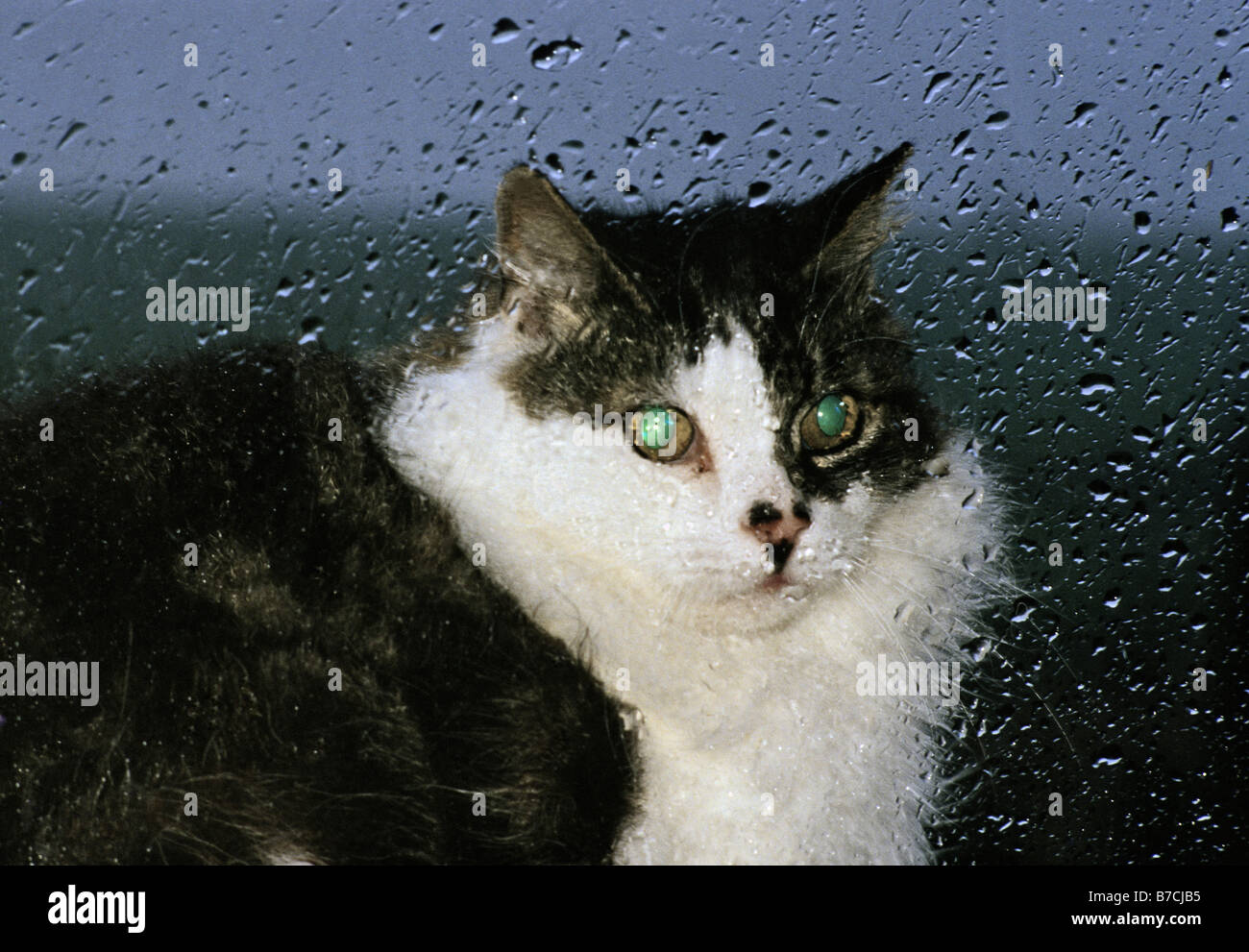 Fed up cat hi-res stock photography and images - Alamy