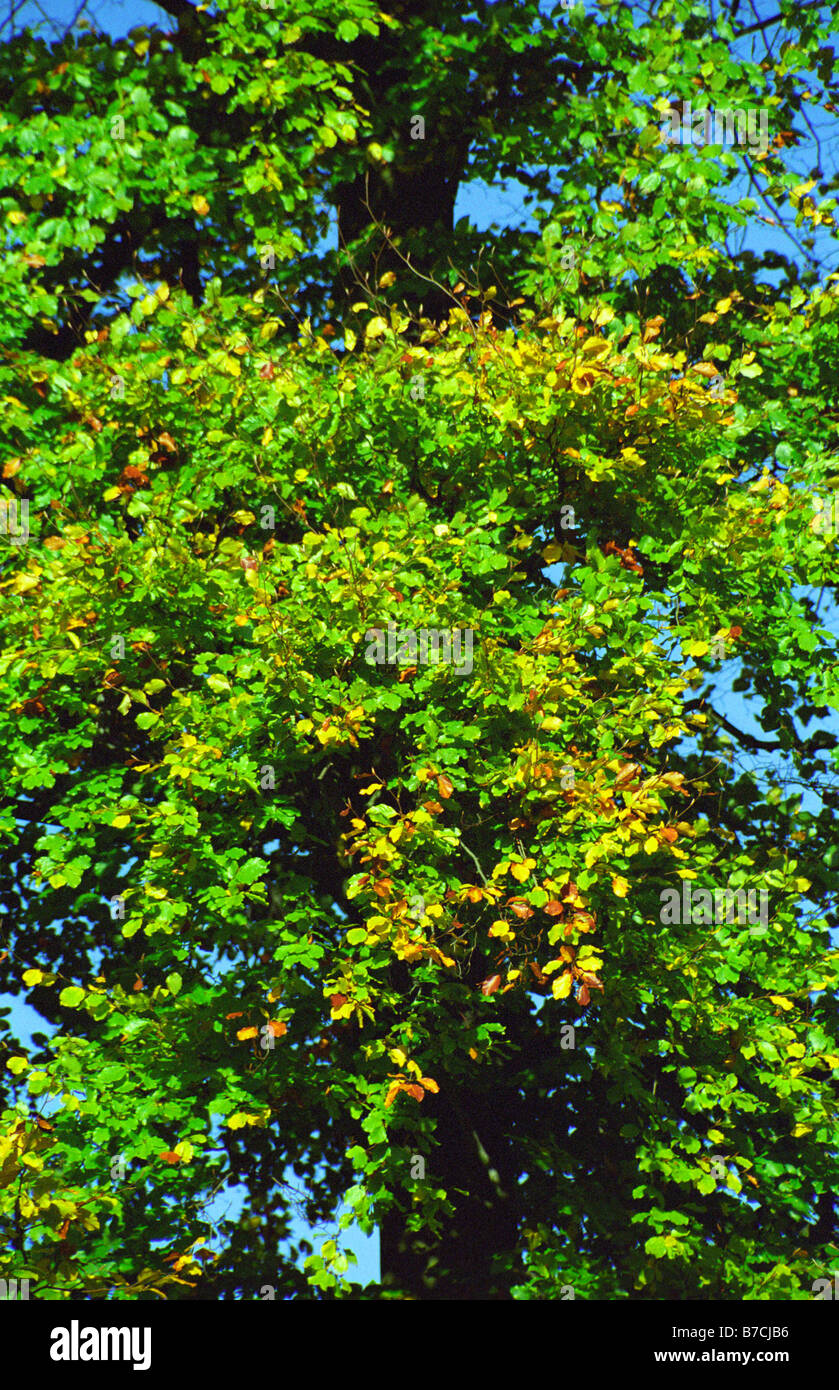 Autumn Trees, Sankey Valley Park, Warrington, England, Autumn 2008 ...