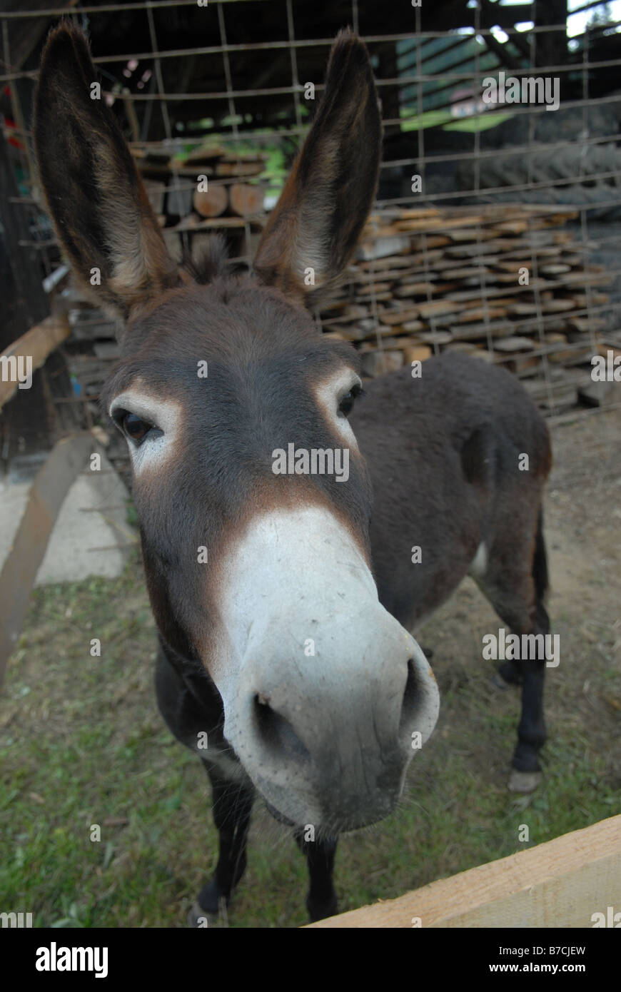 Cute donkey smelling camera Stock Photo - Alamy