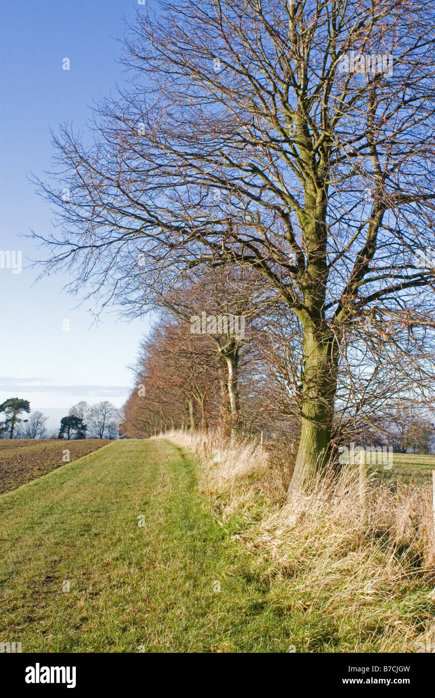 Farm land view with row of trees showing setaside margin Stock Photo ...