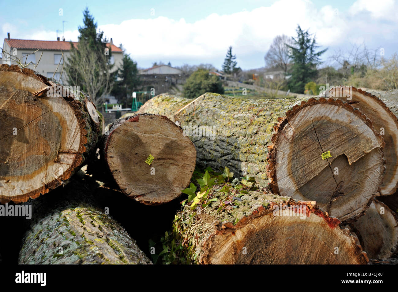 Felled Tree Trunks, Parthenay Deux-Sevres, France Stock Photo - Alamy