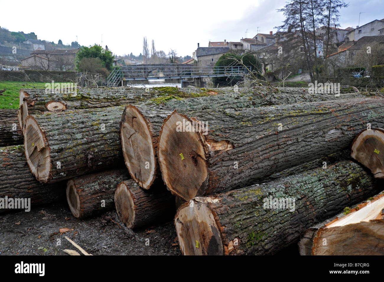 Felled Tree Trunks, Parthenay Deux-Sevres, France Stock Photo - Alamy